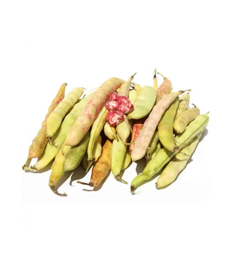 Frijol de vaina -libra