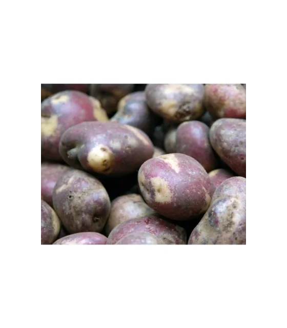 Tubérculo