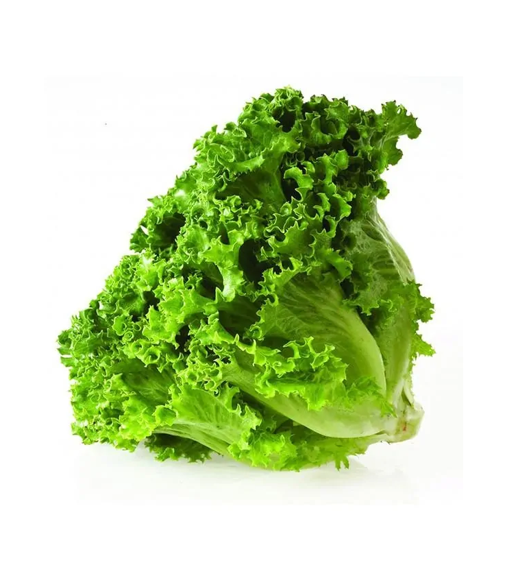 Lechuga crespa verde -unidad